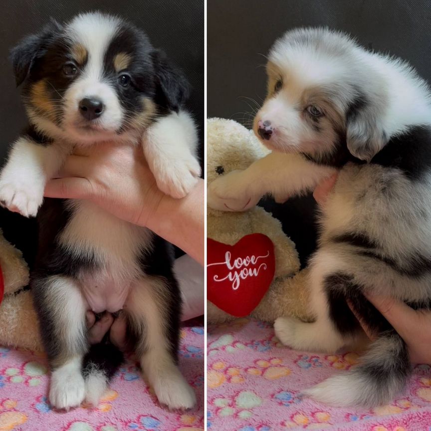 Бордер-колли, щенок