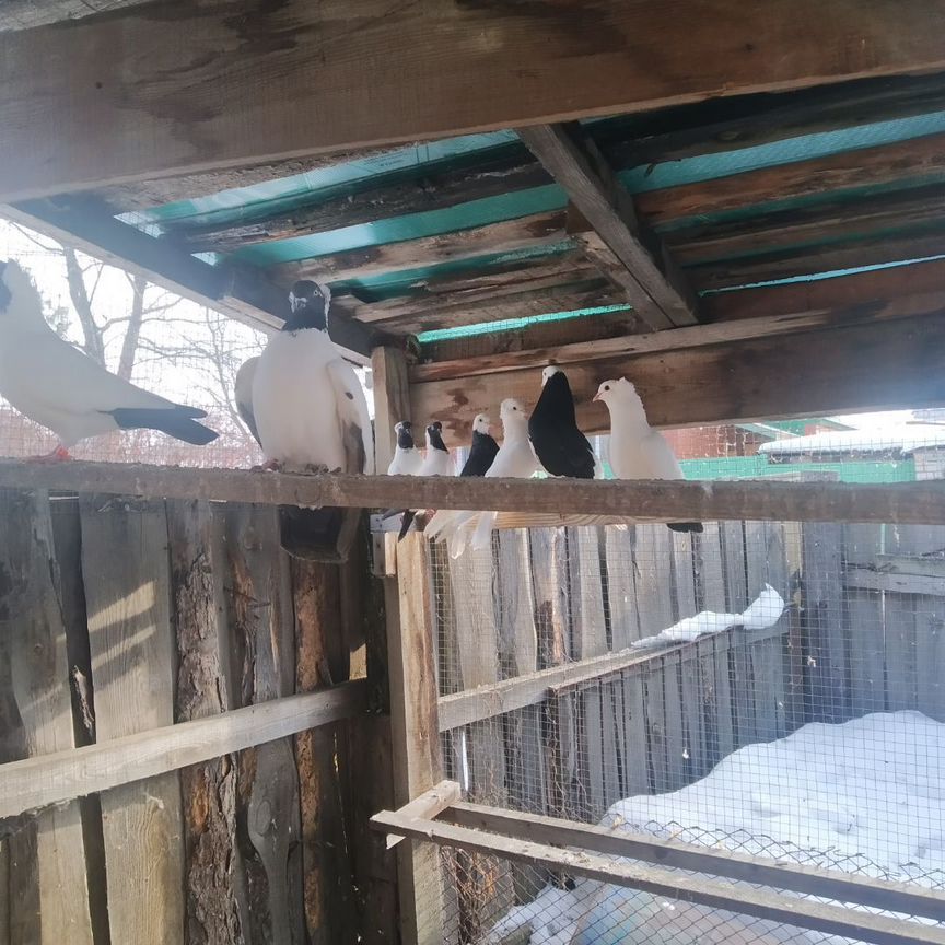 Продажа голубей