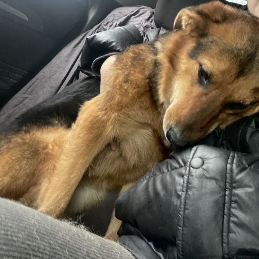 Собака с тяжелой судьбой ищет дом