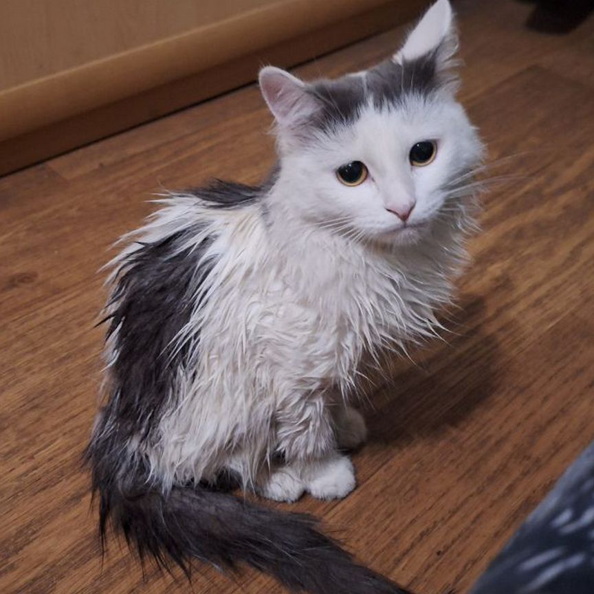 Найдена кошка