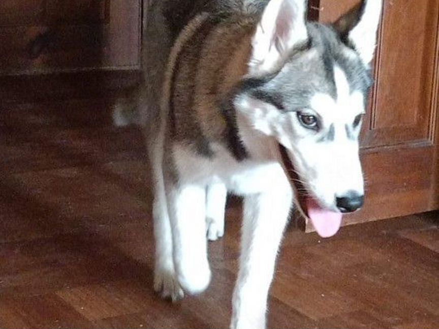 Собака Сибирский Хаски