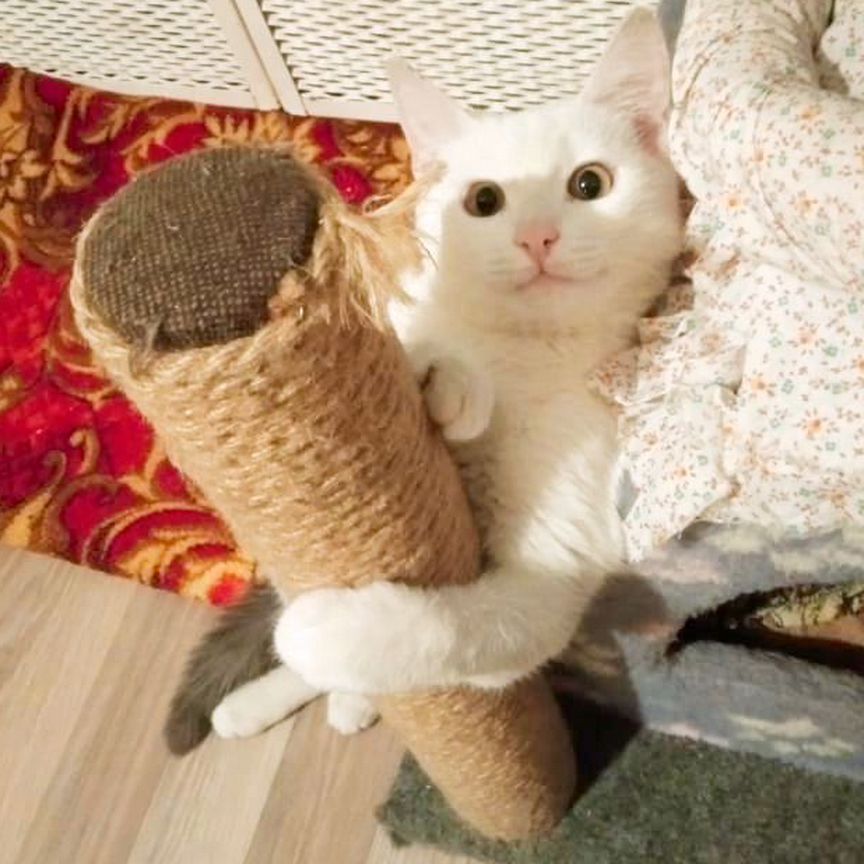 Кот, 8-9 месяцев, кастрирован