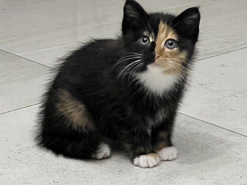 Котенок бесплатно