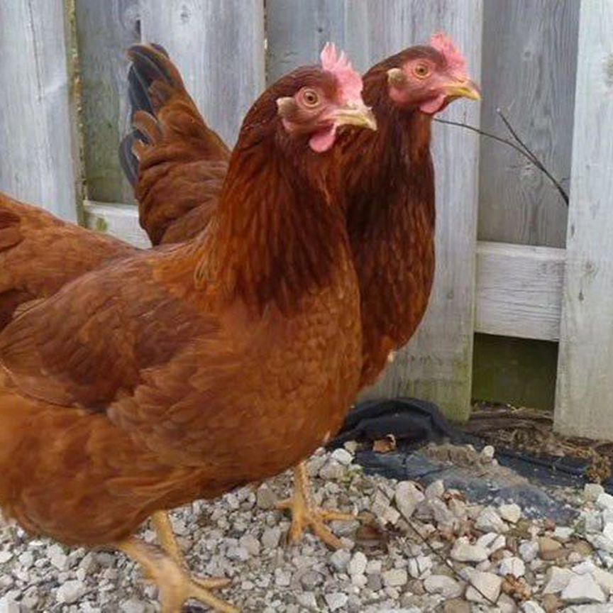 Курочки молодки несушки