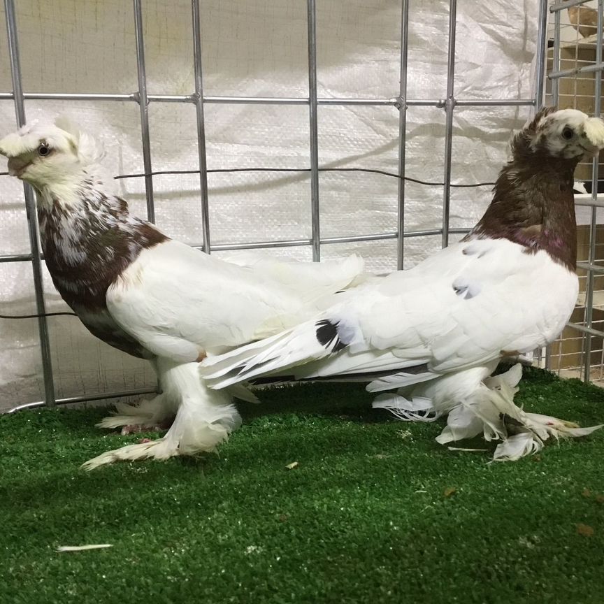 Голуби узбекские