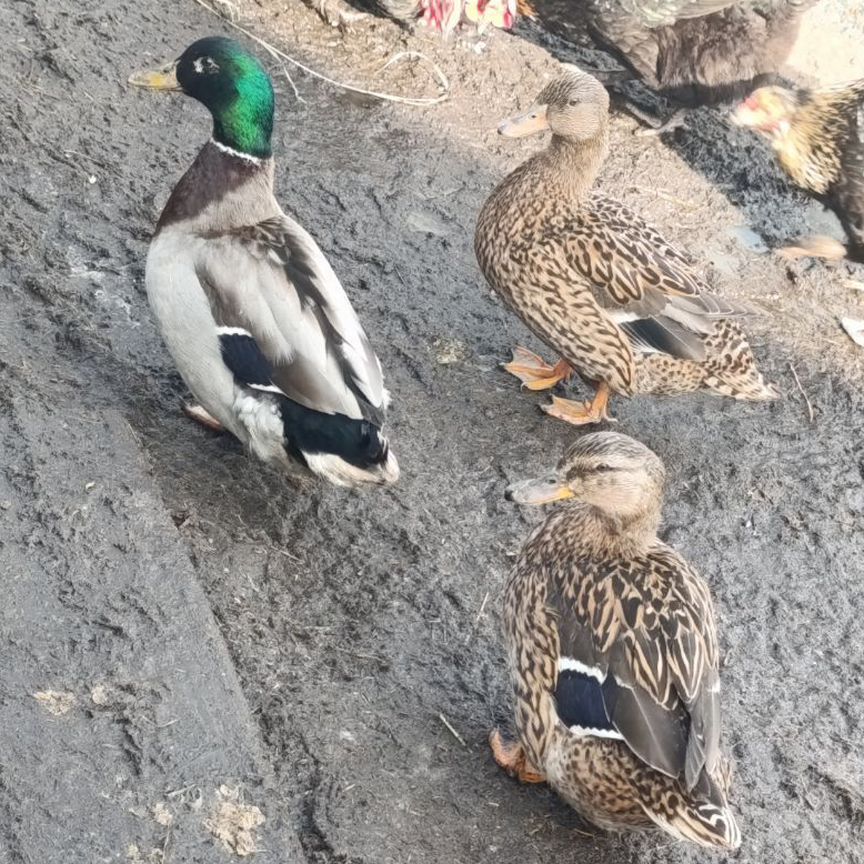 Подсадные утки для охоты