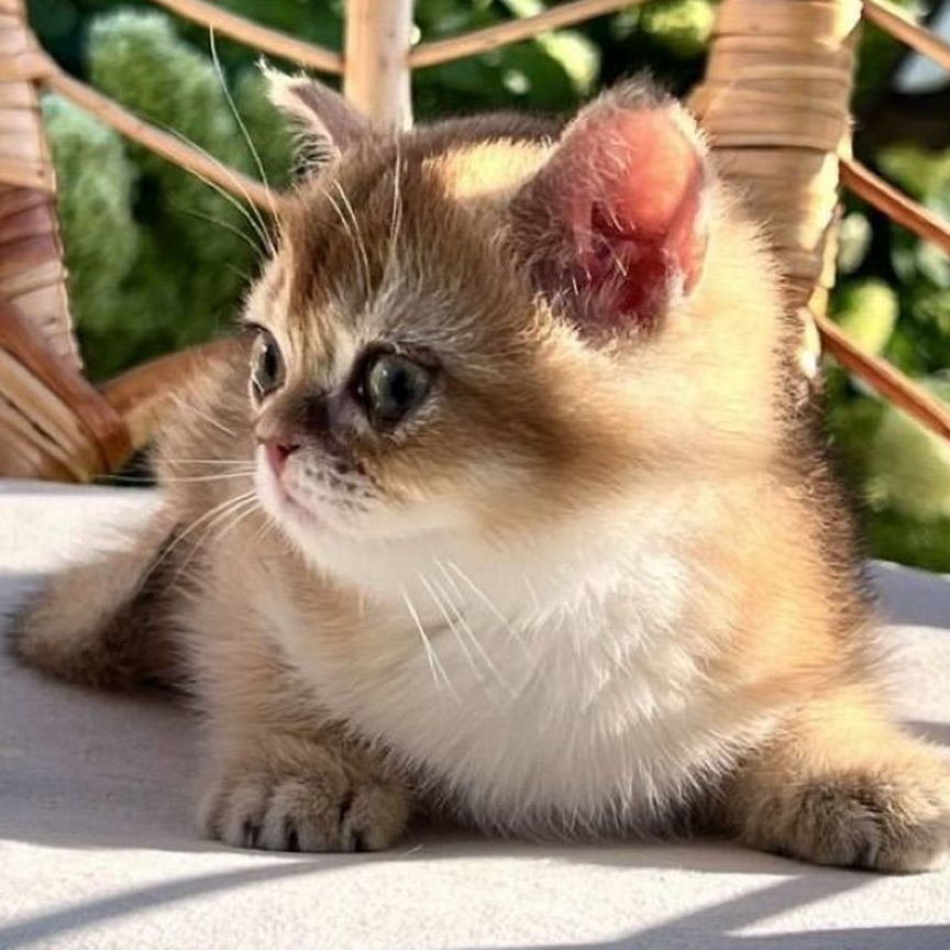 Британские котята золотая шиншилла