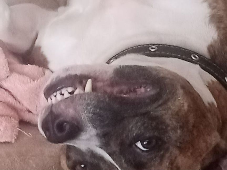 Собака в добрые руки отдам бесплатно