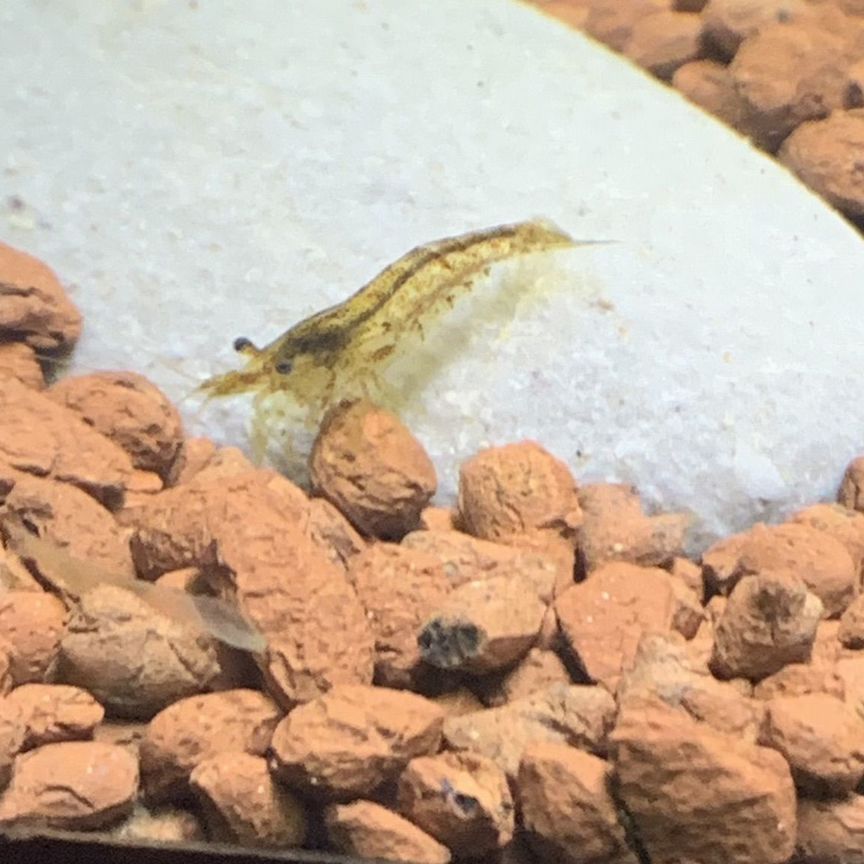 Аквариумные креветки