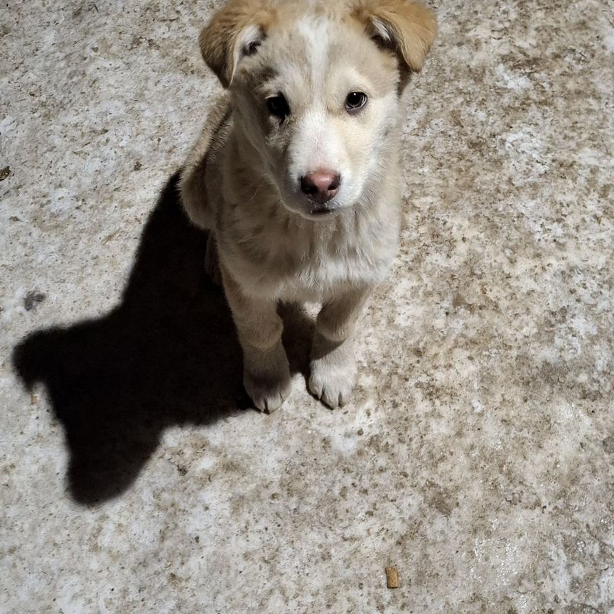 Щенок в добрые руки мальчик