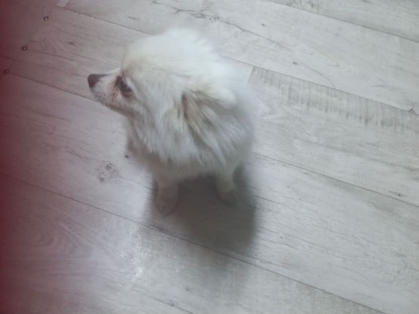 Померанский шпиц