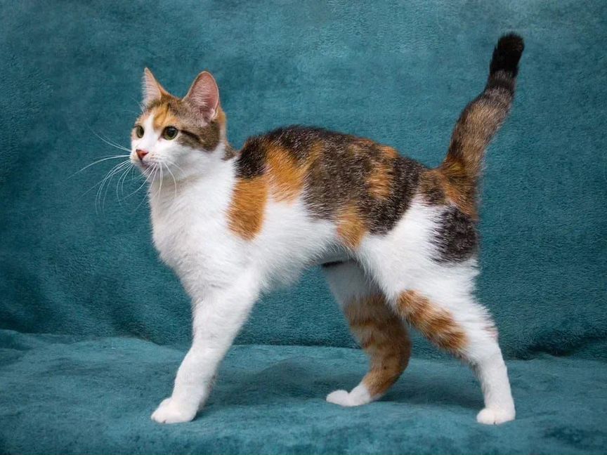 Девочка подросток заждалась своих хозяев