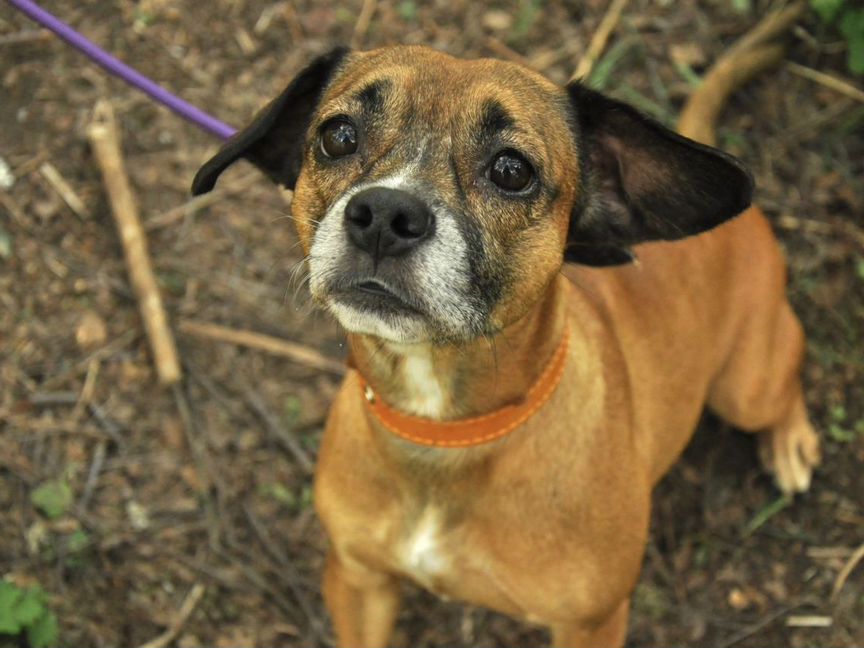 Небольшая Дина, метис фр.будьдога в любящую семью