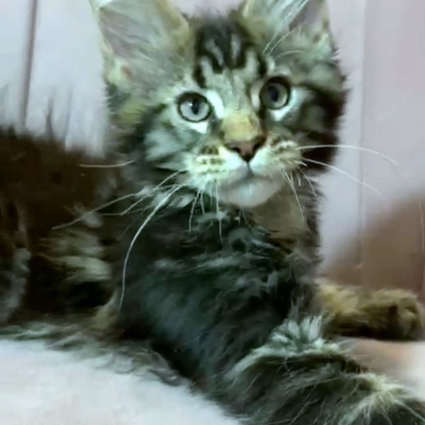 Котята мейнкуна