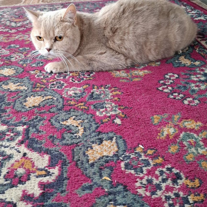 Британская кошка
