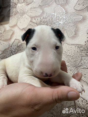 Бультерьер девочка