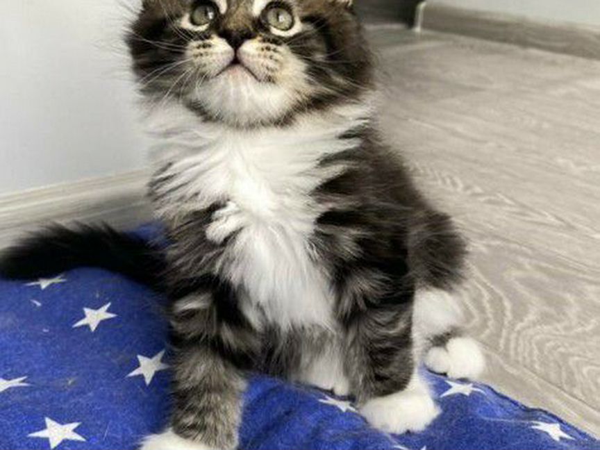 Разноцветные маленькие рыси