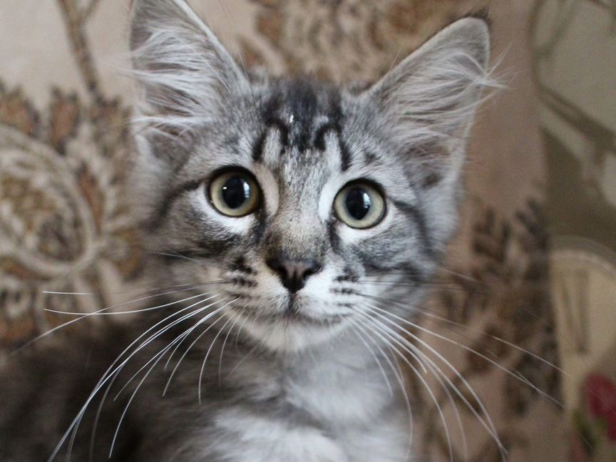 Котёнок девочка метис бесплатно в добрые руки