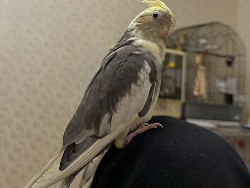 Попугай Корелла