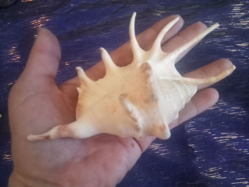 Большая морская раковина