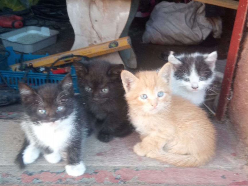 Котята в добрые руки