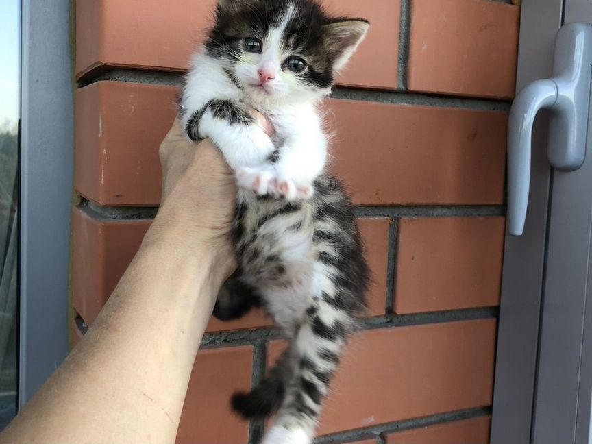 Сибирский котенок ищет дом в дар бесплатно