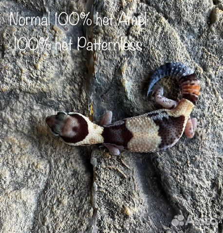 Геккон гемитеконикс