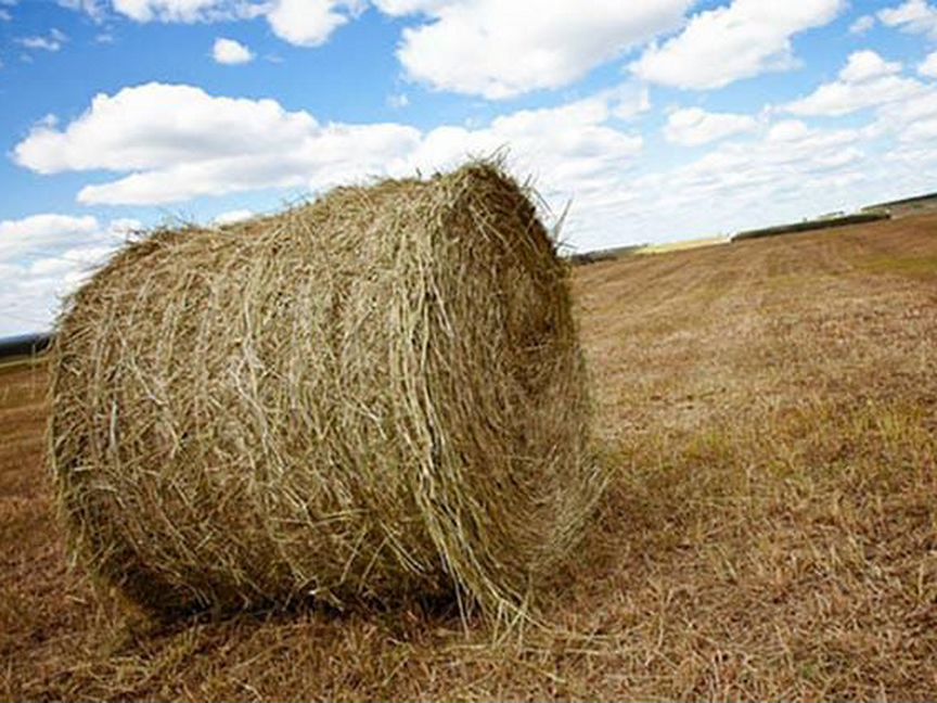 Продам сено в рулонах