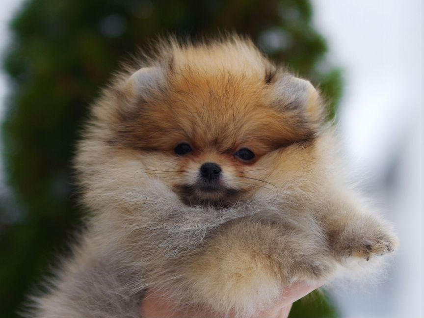 Померанский шпиц