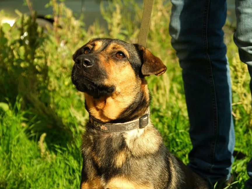 Ищет дом Боняша