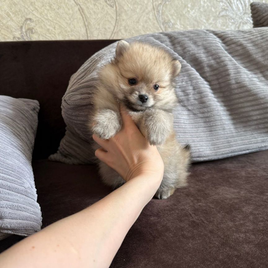 Девочка