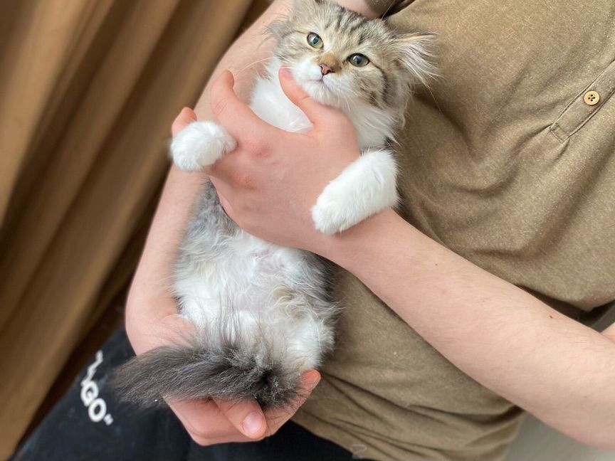 Котик Шустрик
