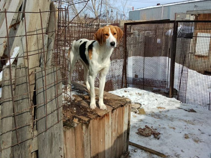 Собака