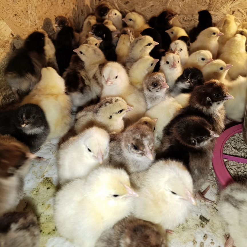 Цыплята несушки помесь