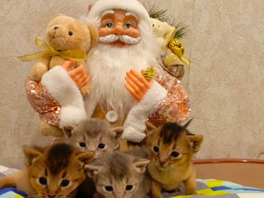 Абиссинские девченки