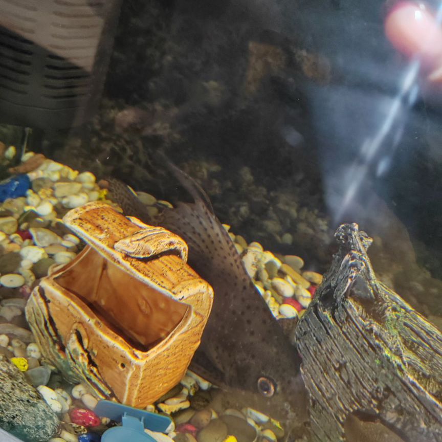 Продам рыбку Сома