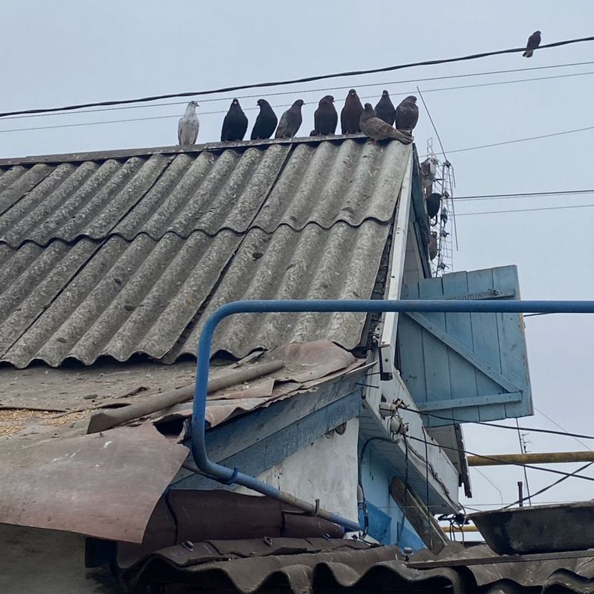 Николаевские голуби