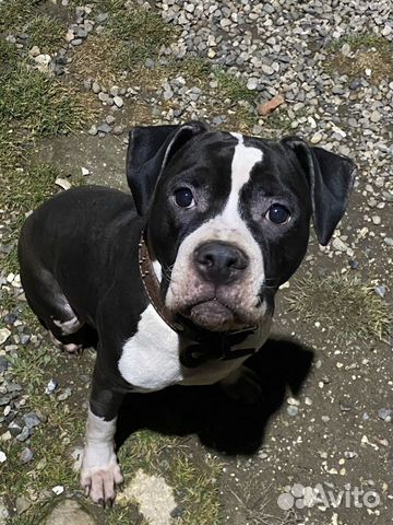 Стафорширский терьер