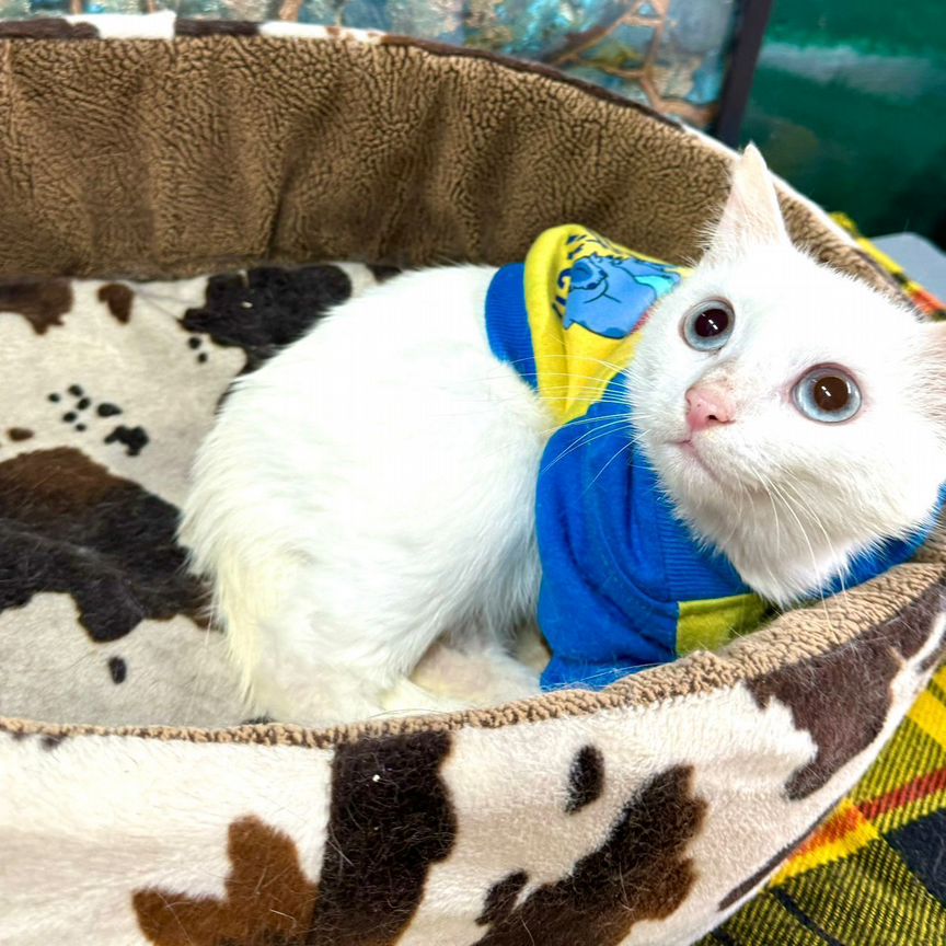 Мишель -кошка 1 год