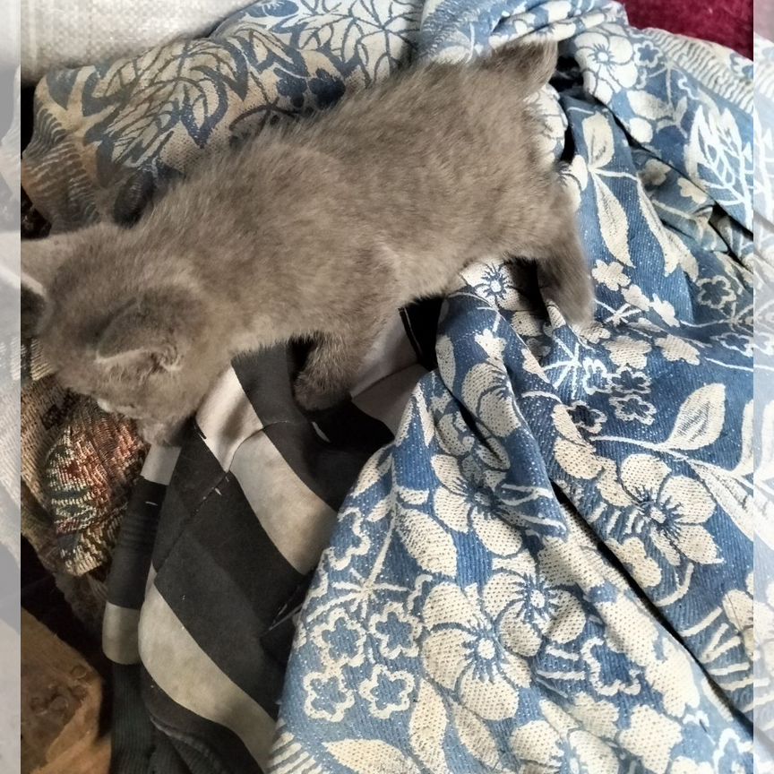 Котята