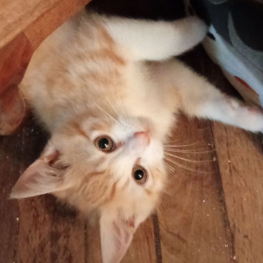 Котёнок в добрые руки
