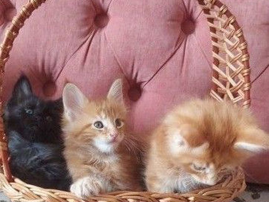 Мейн куны парни и девчата