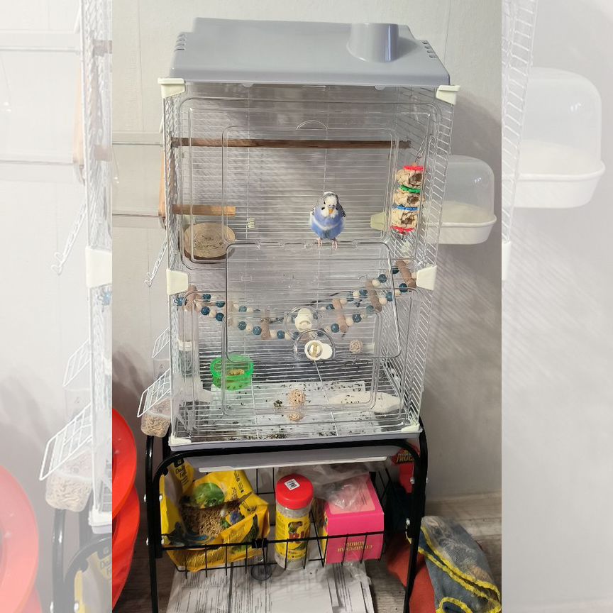 Молоденький волнистый попугайчик с клеткой