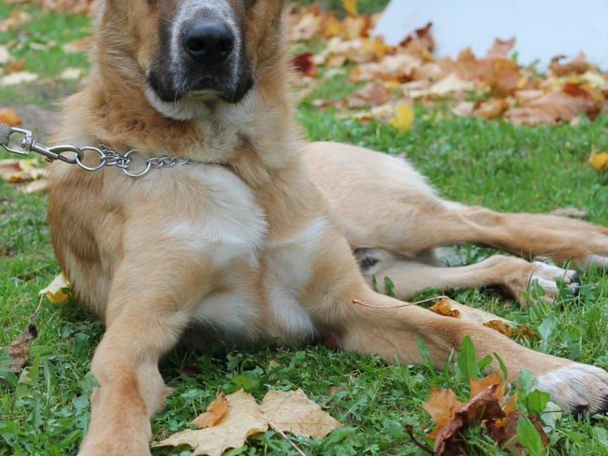 Пристройство собаки