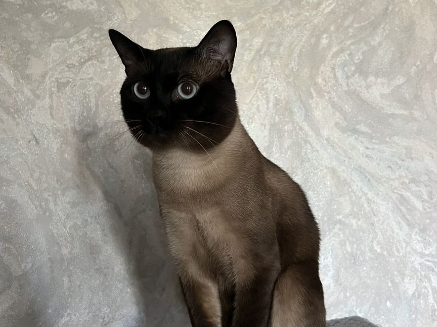 Тайский кот вязка