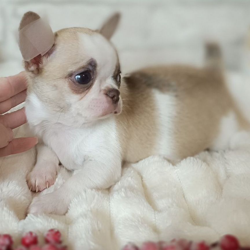 Чихуахуа, щенок