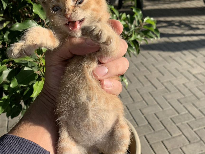 Котята в добрые руки мальчики
