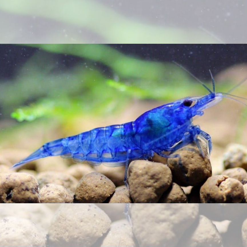 Аквариумные креветки неокардины