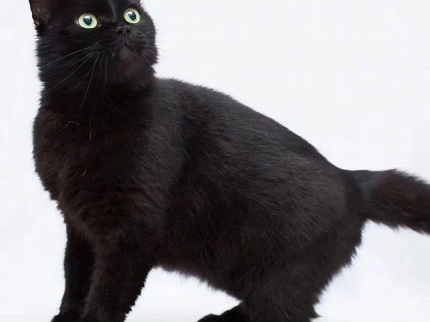 Кошка хочет быть вашей любимицей