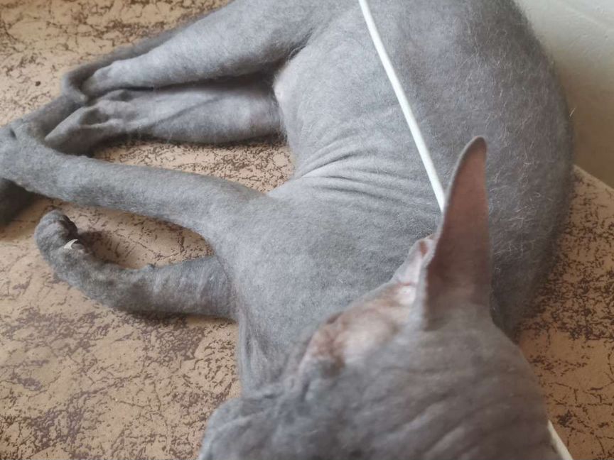 Донской сфинкс браш котята